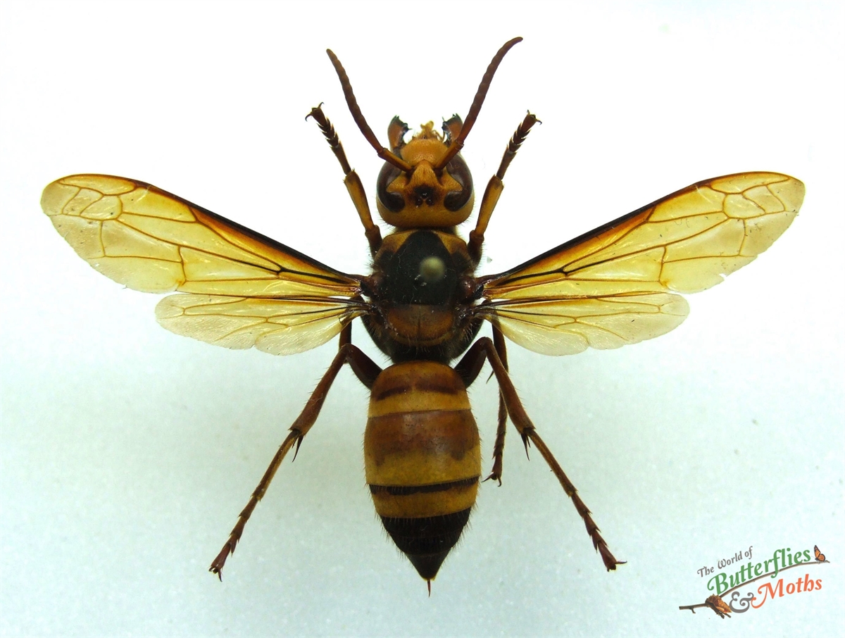 Vespa ducalis loochooensis JAPAN - World of Butterflies and Moths