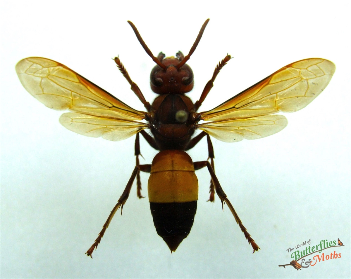 Vespa affinis affinis JAPAN - World of Butterflies and Moths