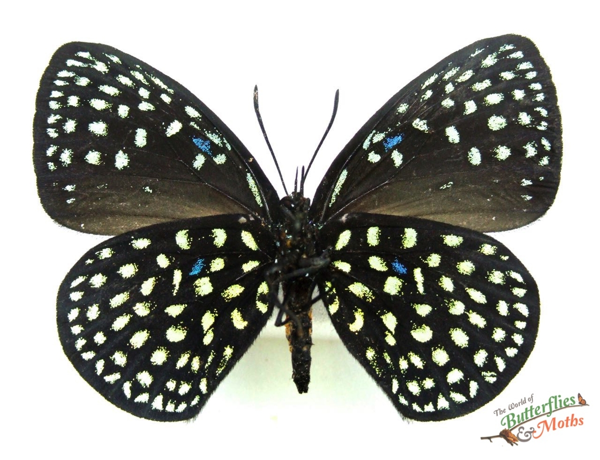 Eumaeus childrenae MEXICO - World of Butterflies and Moths