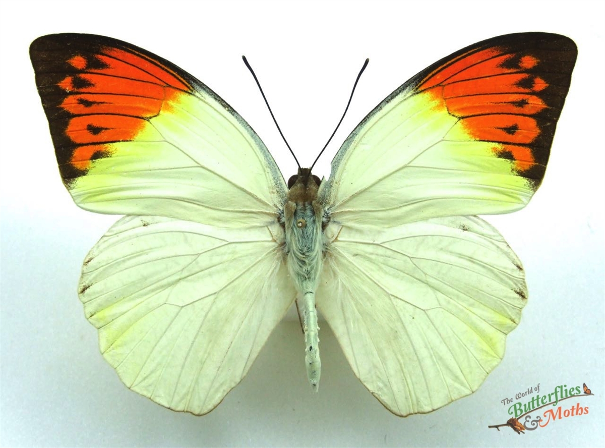 Hebomoia glaucippe Giant Orange-Tip CHINA (A1-) - World of Butterflies ...