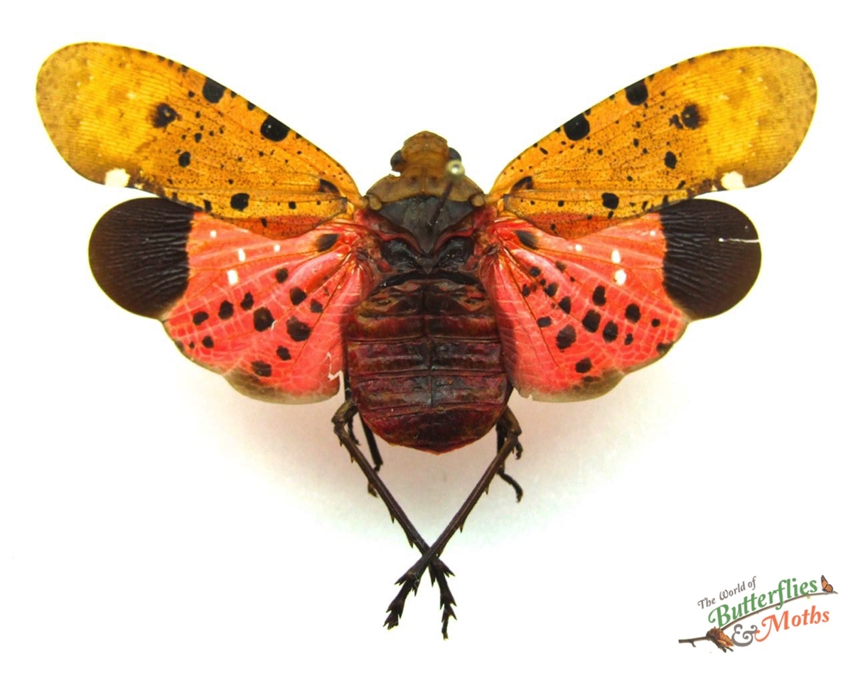 Penthicodes atomaria THAILAND - World of Butterflies and Moths