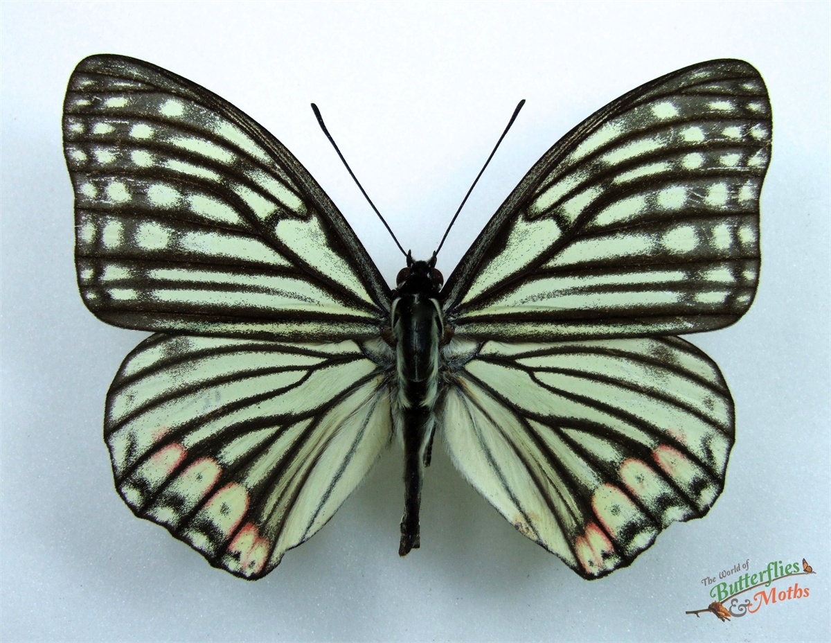 Hestina assimilis mena CHINA (A-) - World of Butterflies and Moths