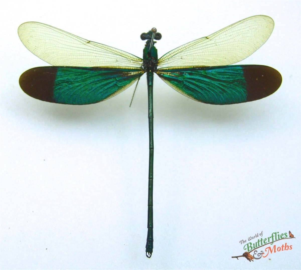 Neurobasis chinensis florida Damselfly EAST JAVA - World of Butterflies ...