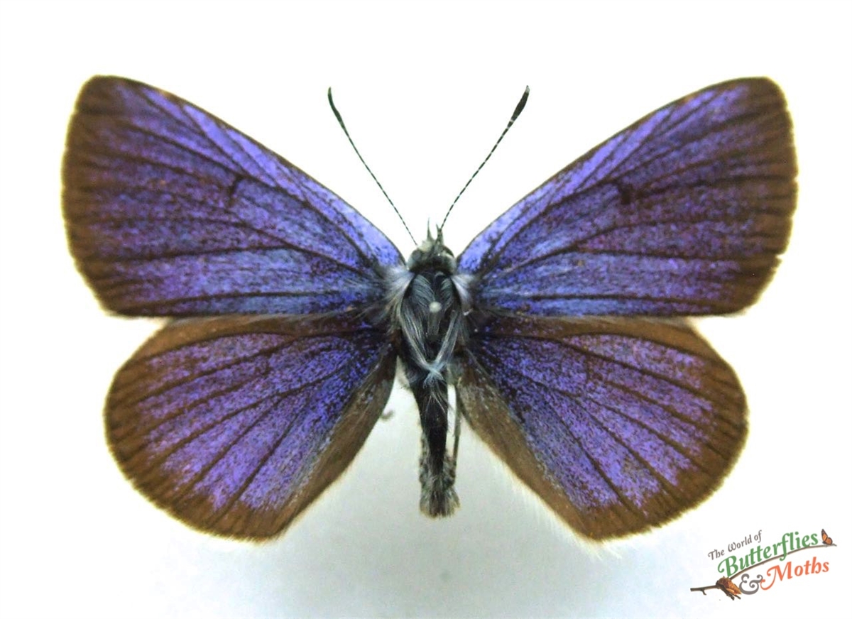 Cyaniris semiargus MAZARINE BLUE - World of Butterflies and Moths