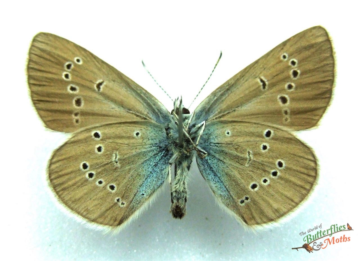 Cyaniris semiargus MAZARINE BLUE - World of Butterflies and Moths