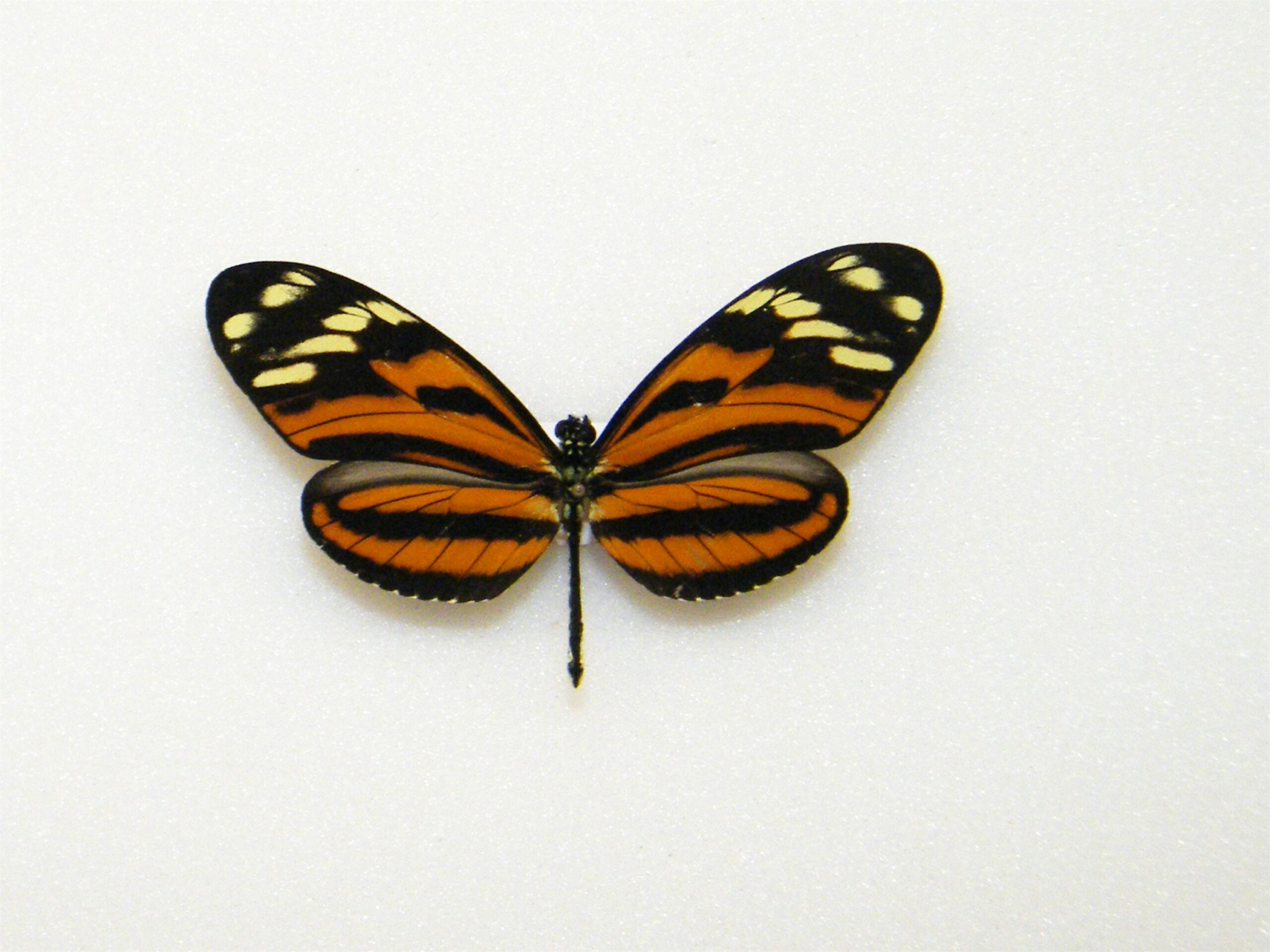 Eueides lineata MEXICO - World of Butterflies and Moths