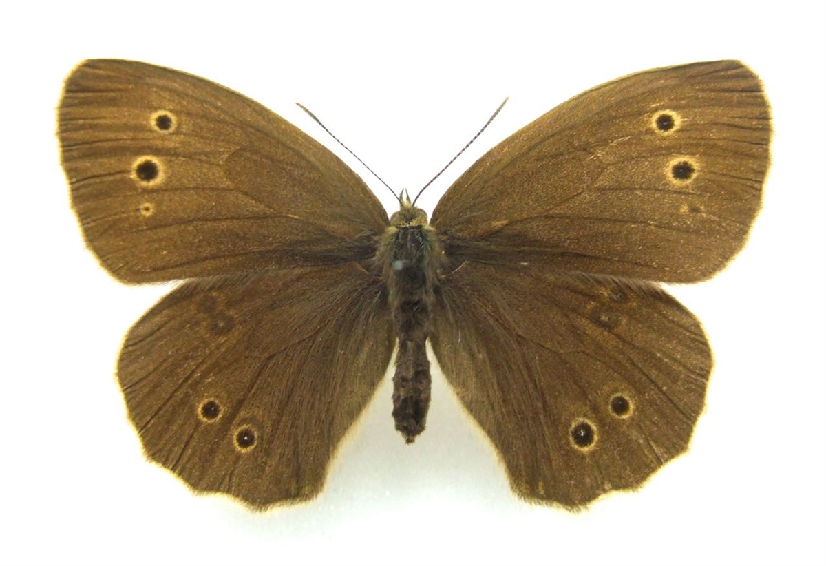 Aphantopus hyperantus RINGLET - World of Butterflies and Moths