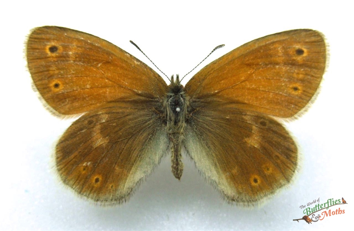Coenonympha tullia davus LARGE HEATH - World of Butterflies and Moths