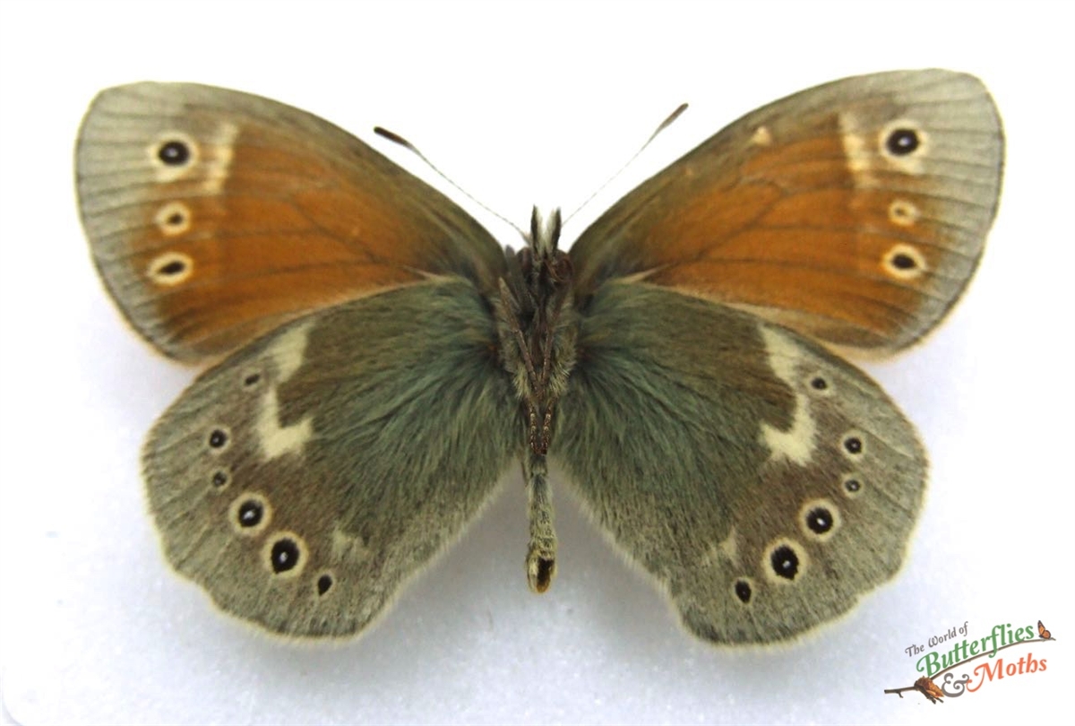 Coenonympha tullia davus LARGE HEATH - World of Butterflies and Moths