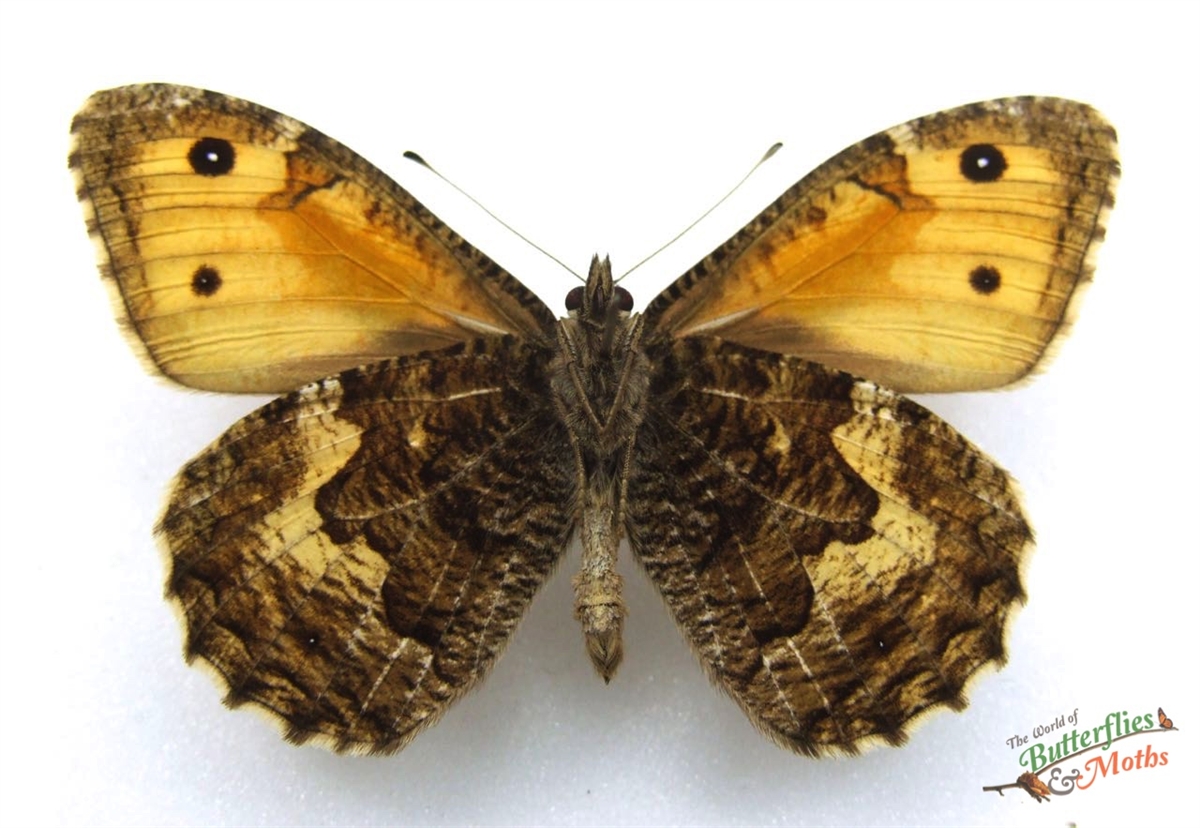 Hipparchia semele GRAYLING - World of Butterflies and Moths