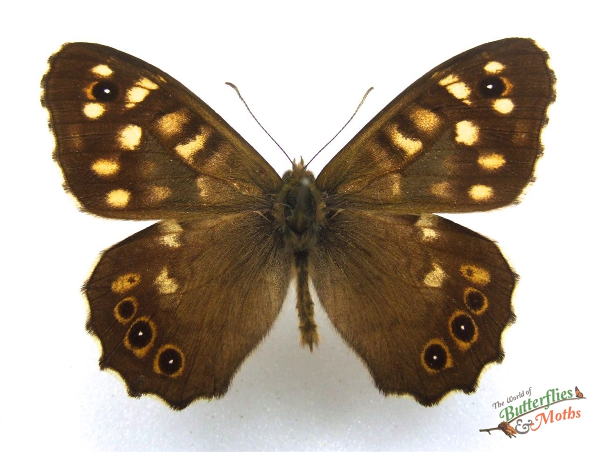 Pararge aegeria SPECKLED WOOD butterfly - World of Butterflies and Moths
