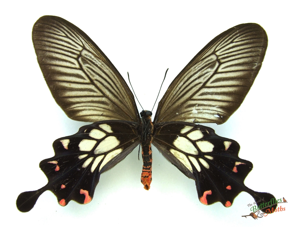 Losaria coon doubledayi THAILAND - World of Butterflies and Moths