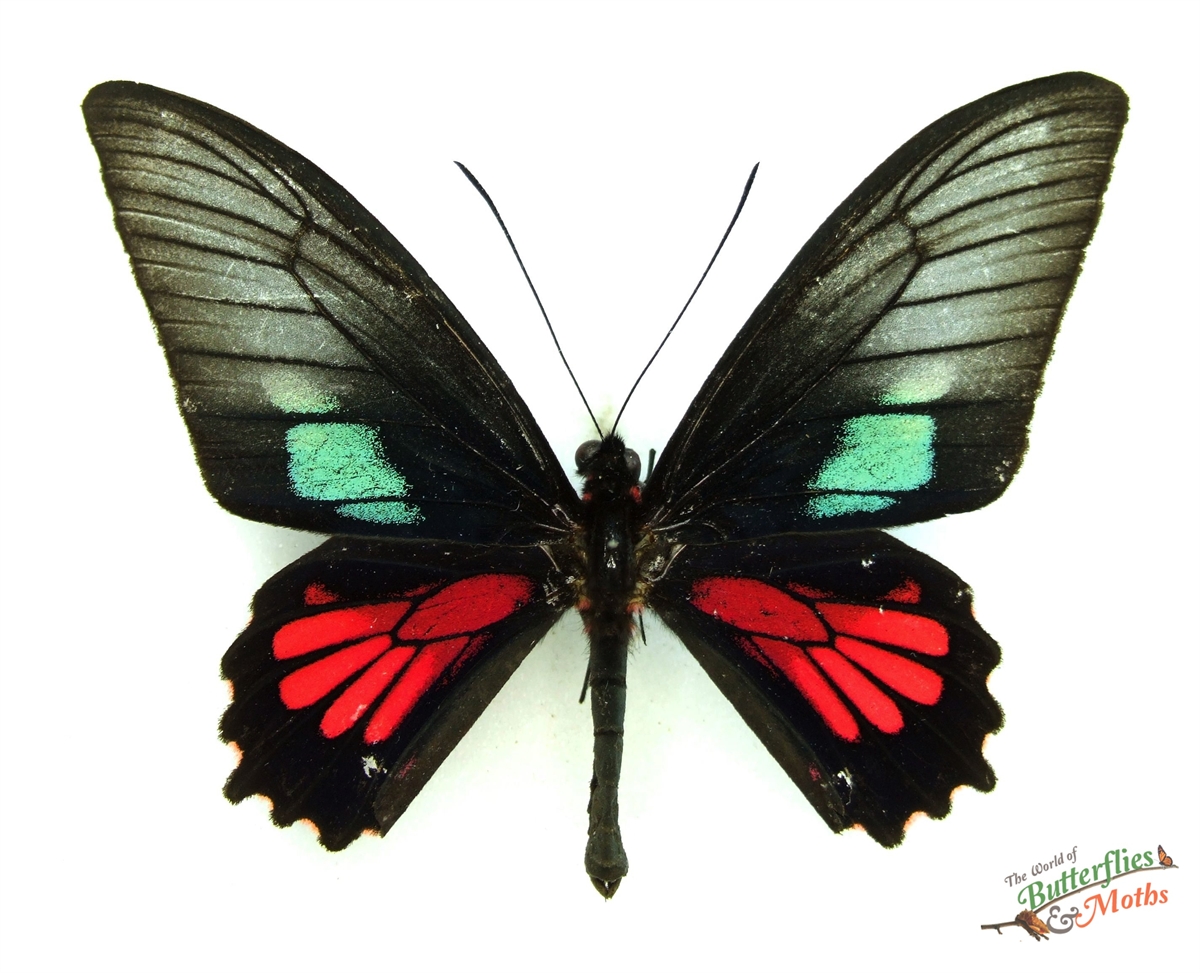 Parides neophilus The Spear Winged Cattleheart Peru - World of ...