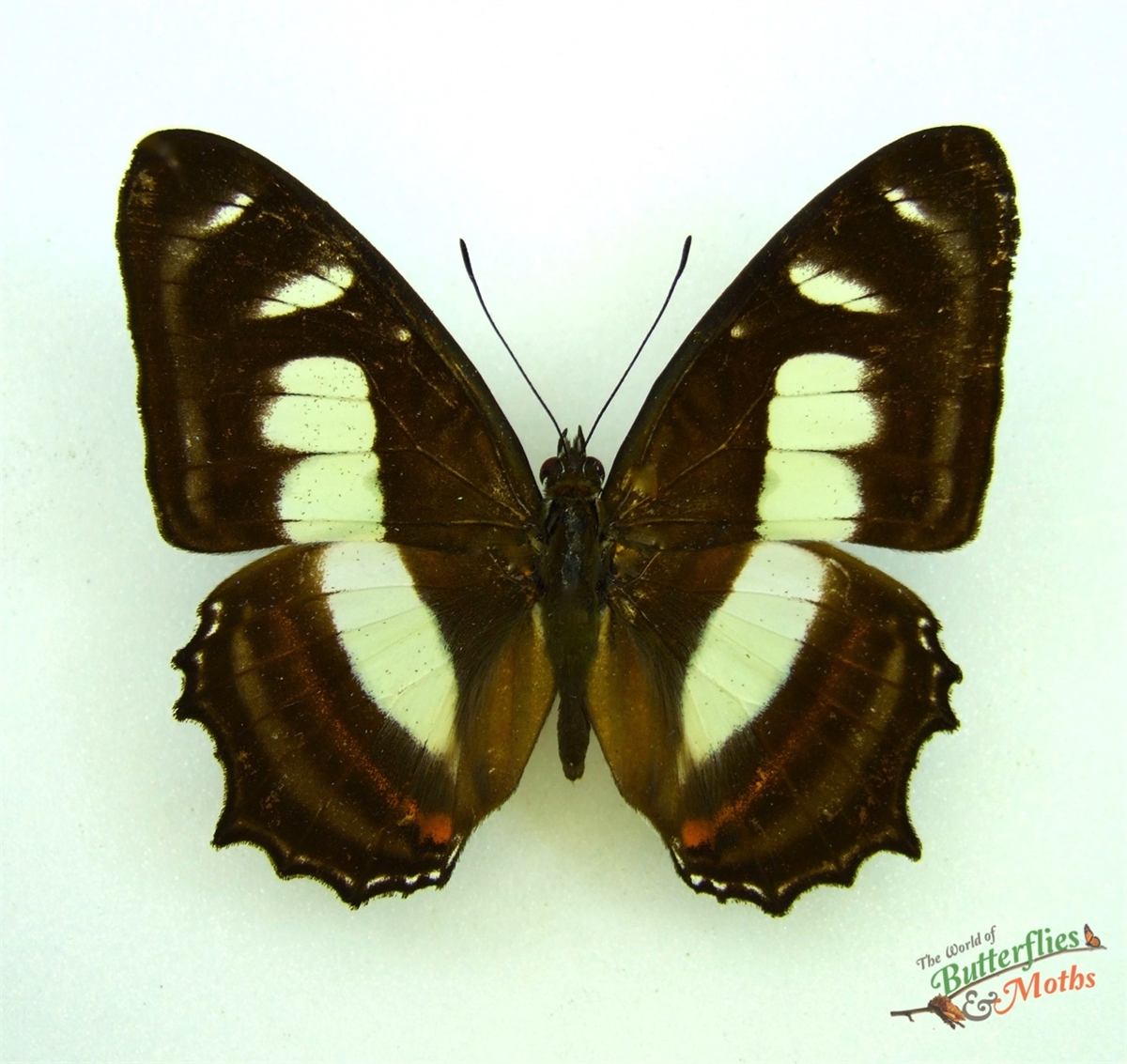 Metamorpha elissa Green Banded Page PERU - World of Butterflies and Moths