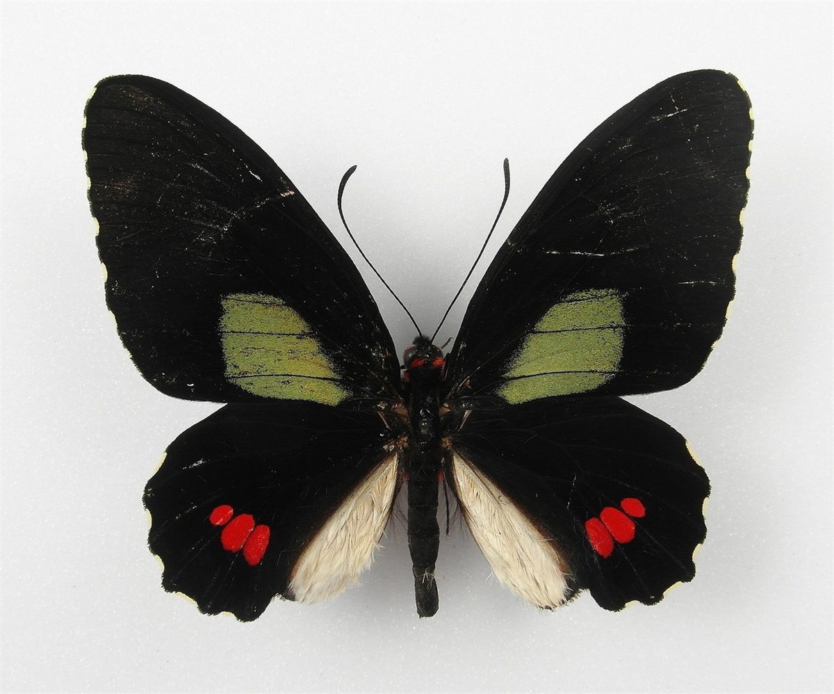 Parides erithalion Variable Cattleheart PERU - World of Butterflies and ...