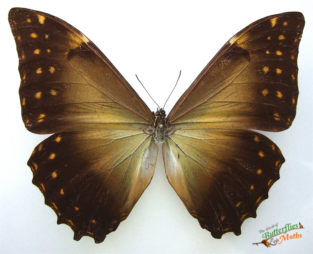 Morpho telemachus iphiclus PERU - World of Butterflies and Moths