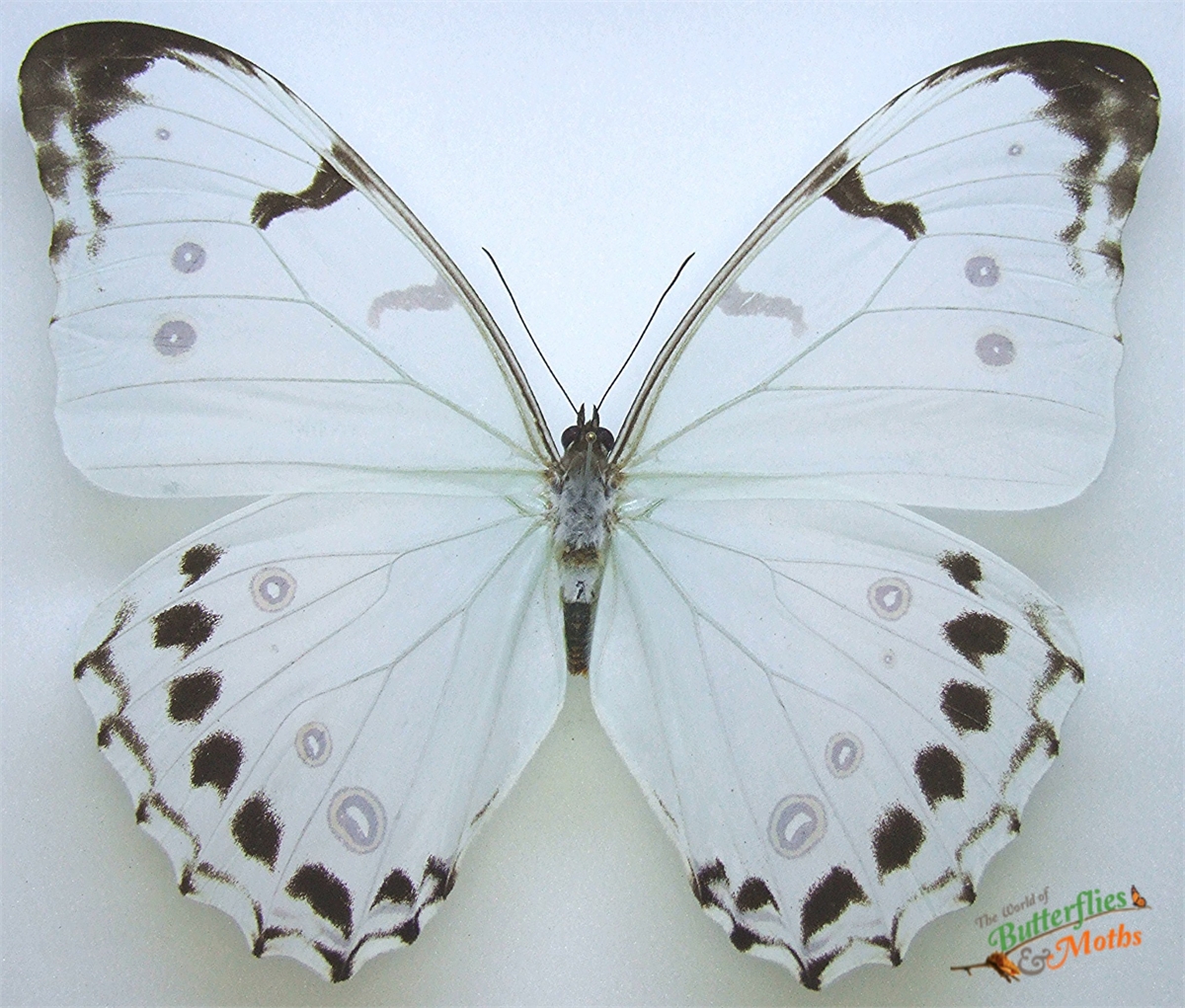 Morpho polyphemus White Ghost Morpho MEXICO - World of Butterflies and ...