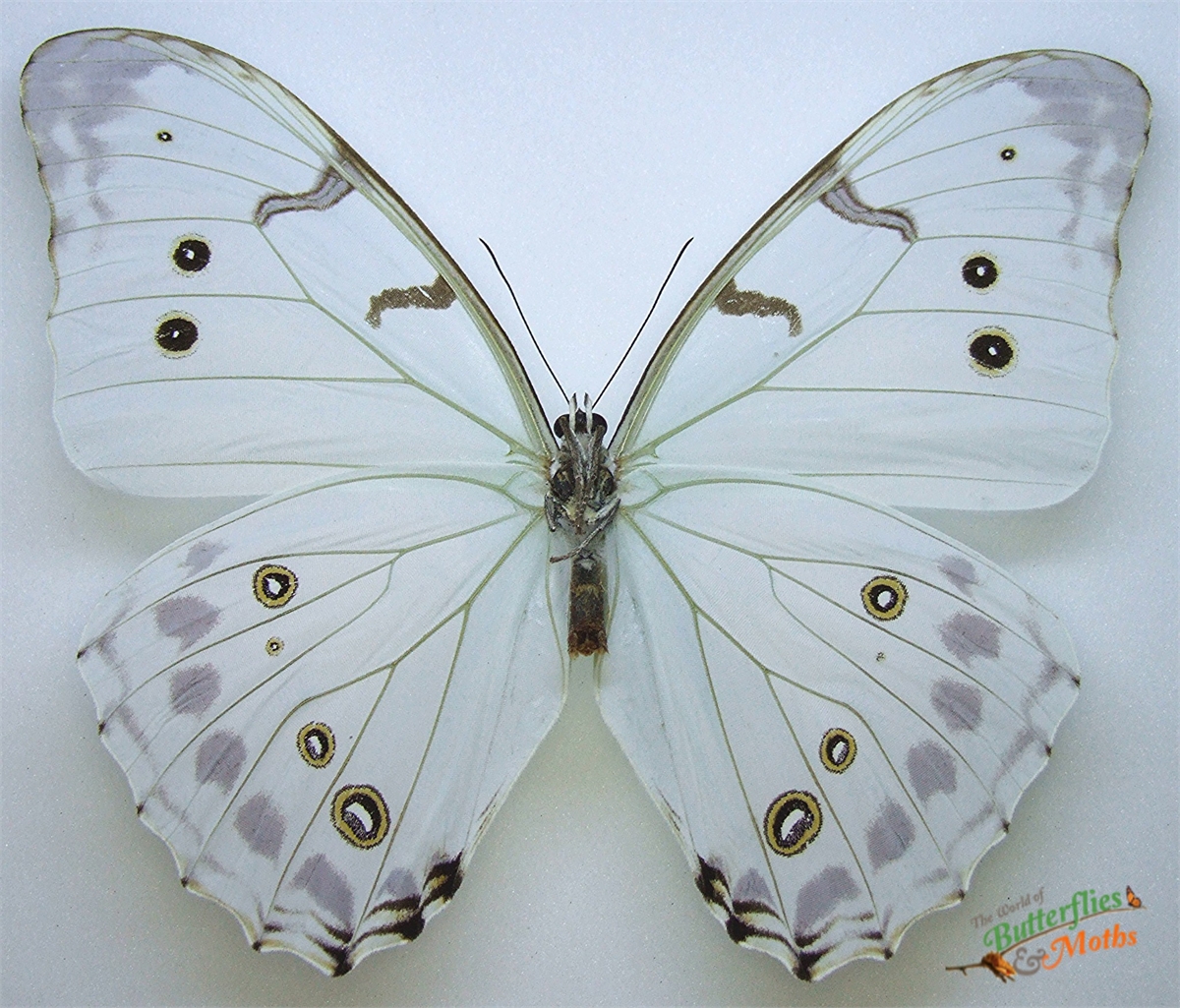 Morpho polyphemus White Ghost Morpho PERU - World of Butterflies and Moths