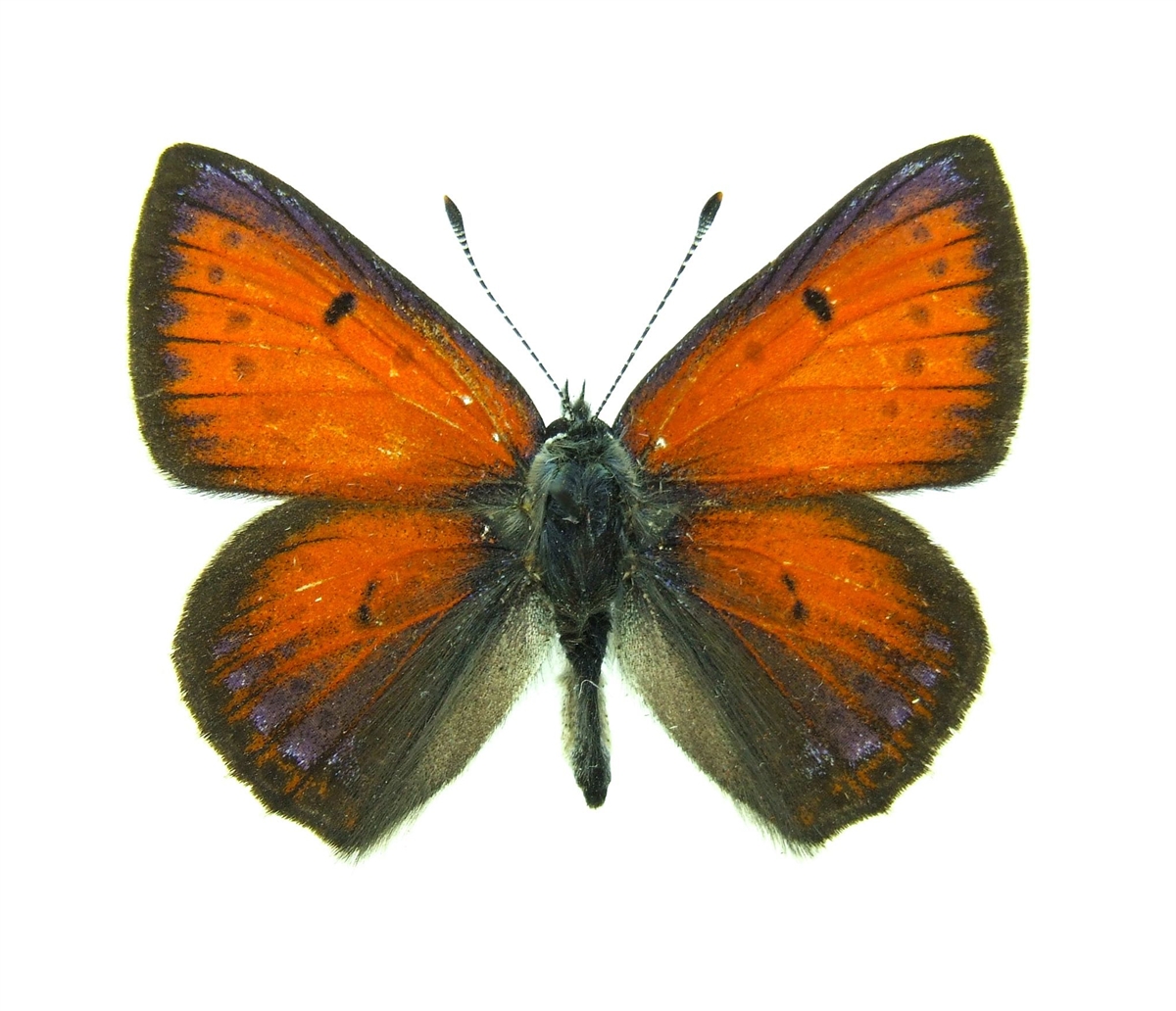 Lycaena hippothoe PURPLE EDGED COPPER - World of Butterflies and Moths