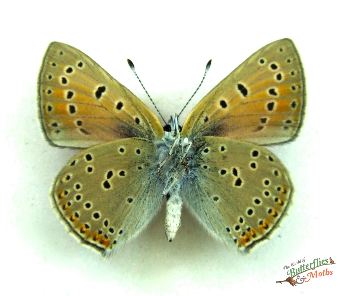 Lycaena hippothoe PURPLE EDGED COPPER - World of Butterflies and Moths