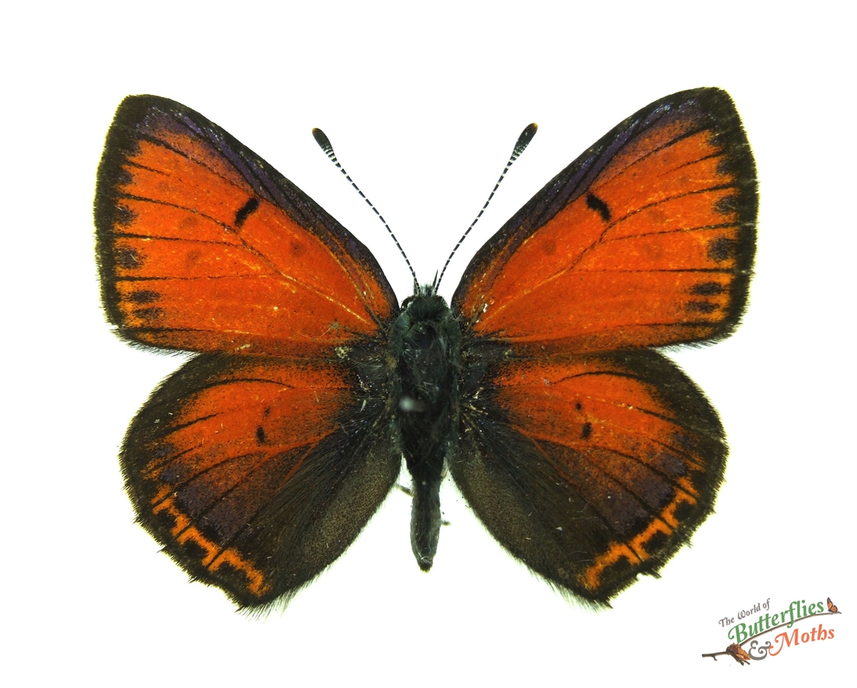 Lycaena hippothoe PURPLE EDGED COPPER - World of Butterflies and Moths