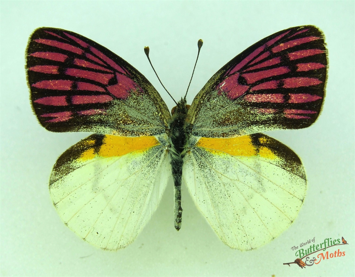 Colotis zoe MADAGASCAR - World of Butterflies and Moths