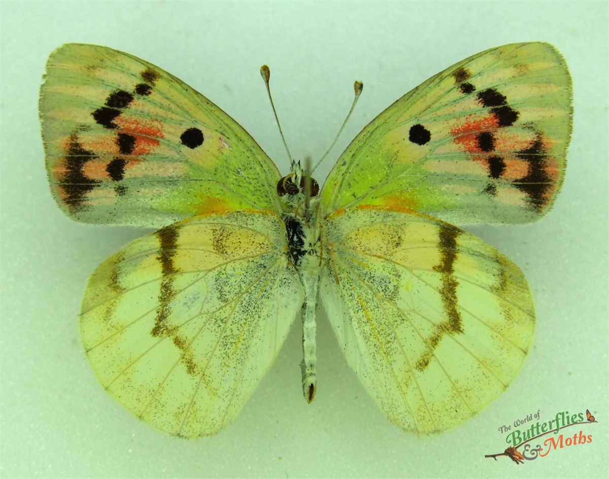 Colotis zoe MADAGASCAR - World of Butterflies and Moths
