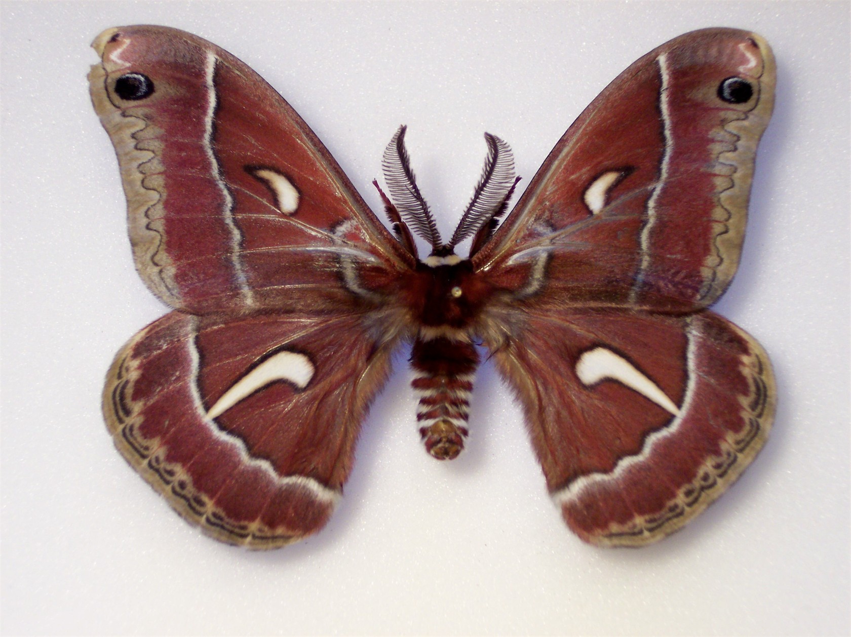 Hyalophora euryalus CEANOTHUS SILKMOTH USA - World of Butterflies and Moths