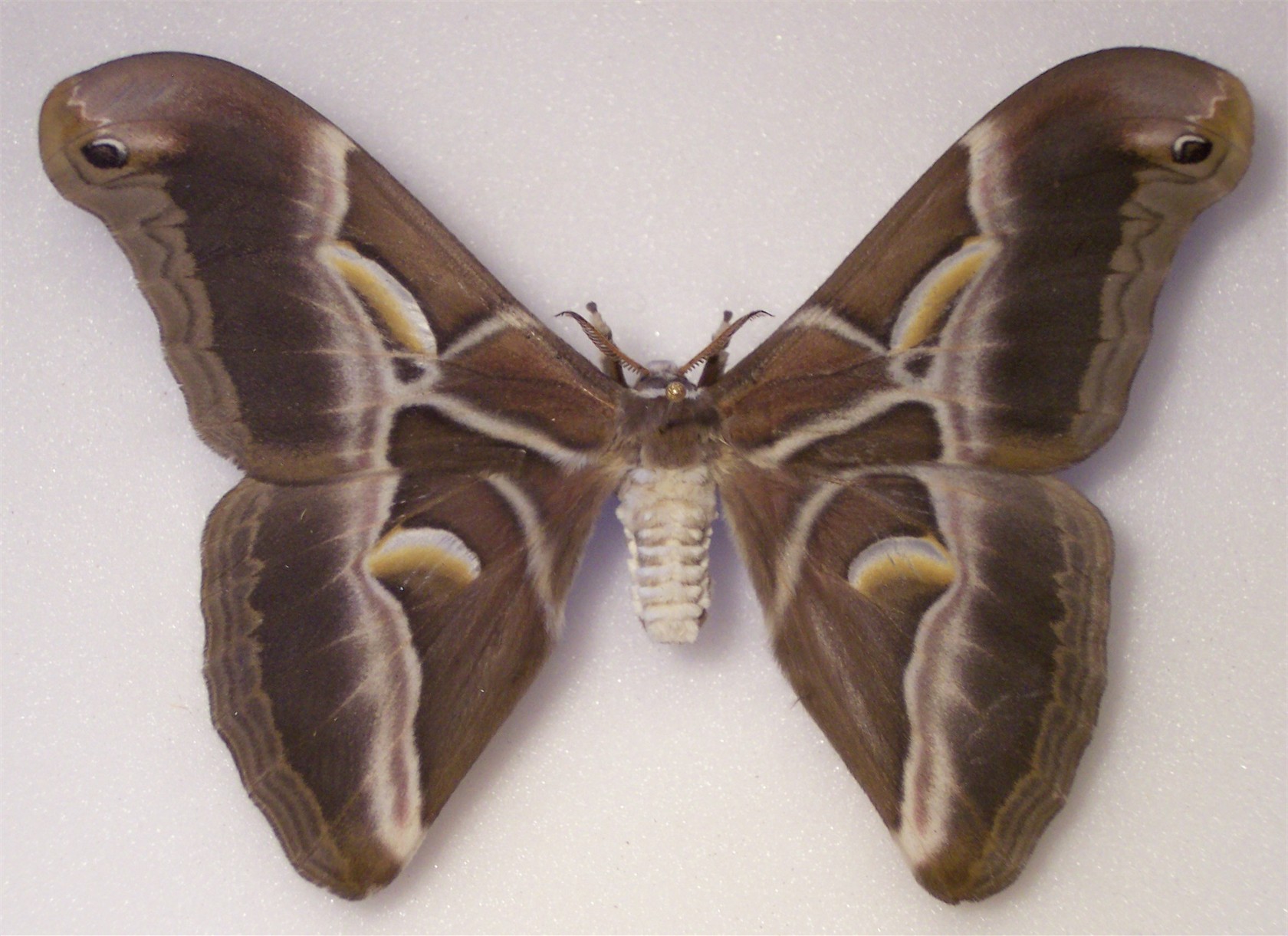 Samia cynthia ricini THAILAND - World of Butterflies and Moths