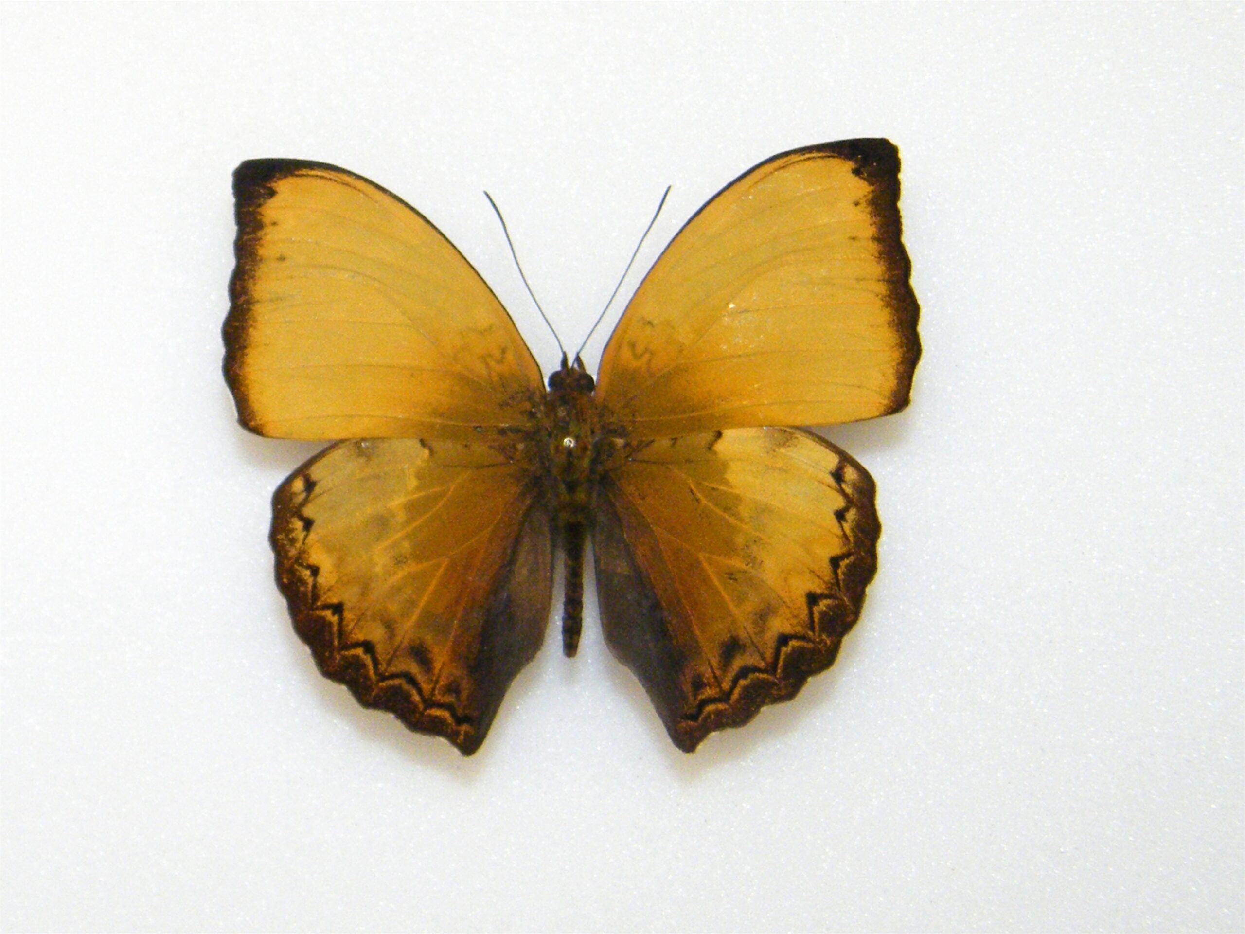 Wholesale: Cymothoe hypatha C.A.R - World of Butterflies and Moths