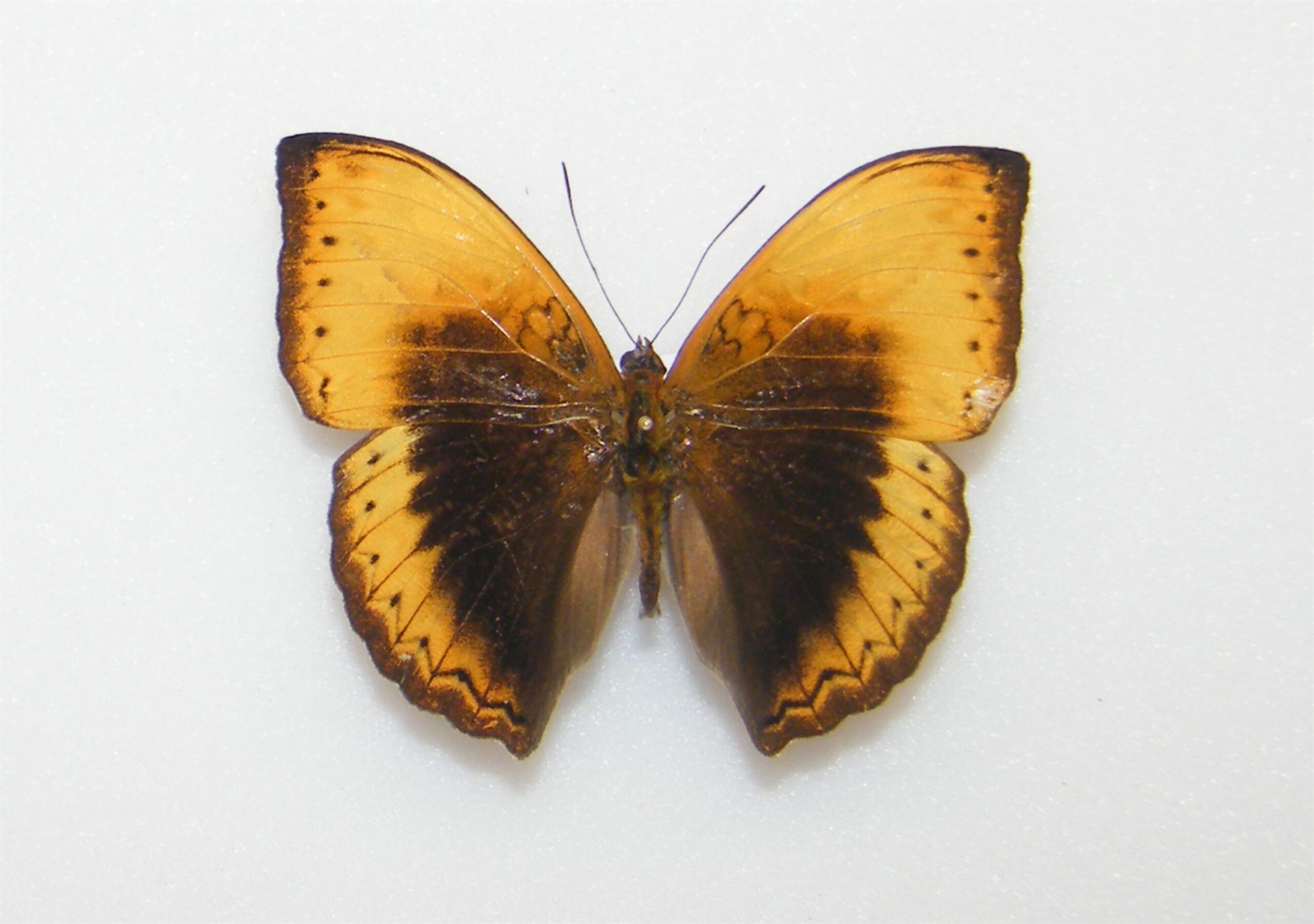 Wholesale: Cymothoe hypatha C.A.R - World of Butterflies and Moths