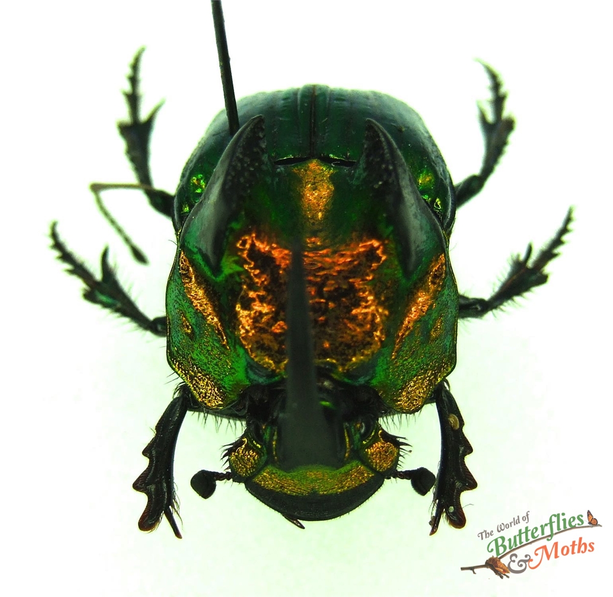 Phanaeus demon MEXICO - World of Butterflies and Moths