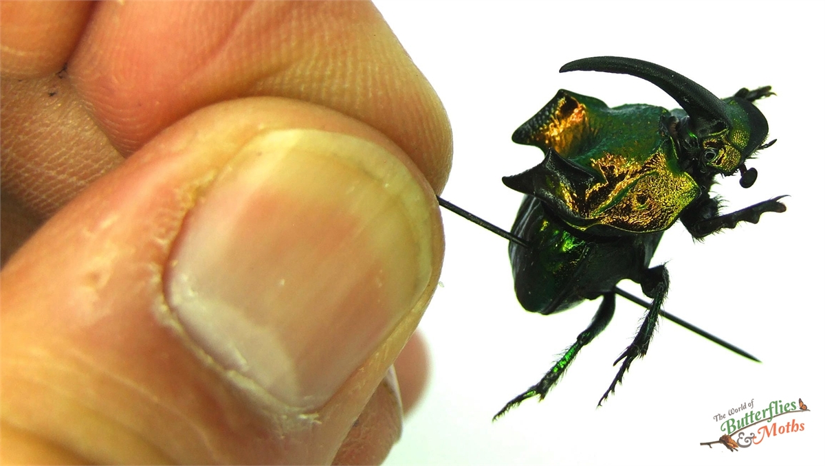 Phanaeus demon MEXICO - World of Butterflies and Moths