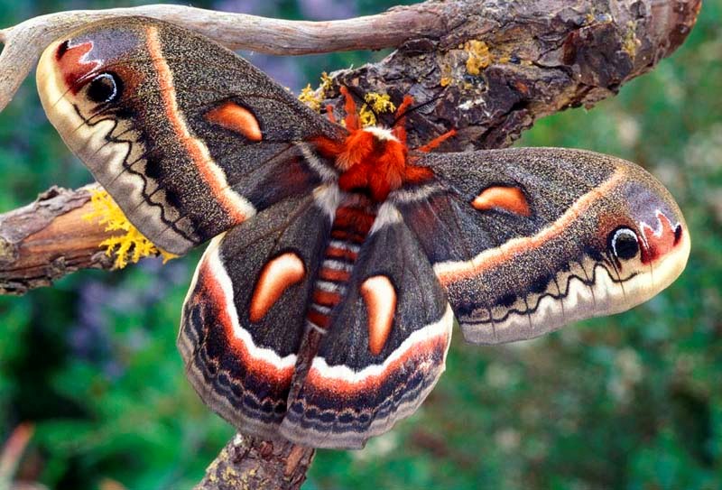 LIVE INSECT Robin Moth Hyalophora Cecropia Info - World of Butterflies ...
