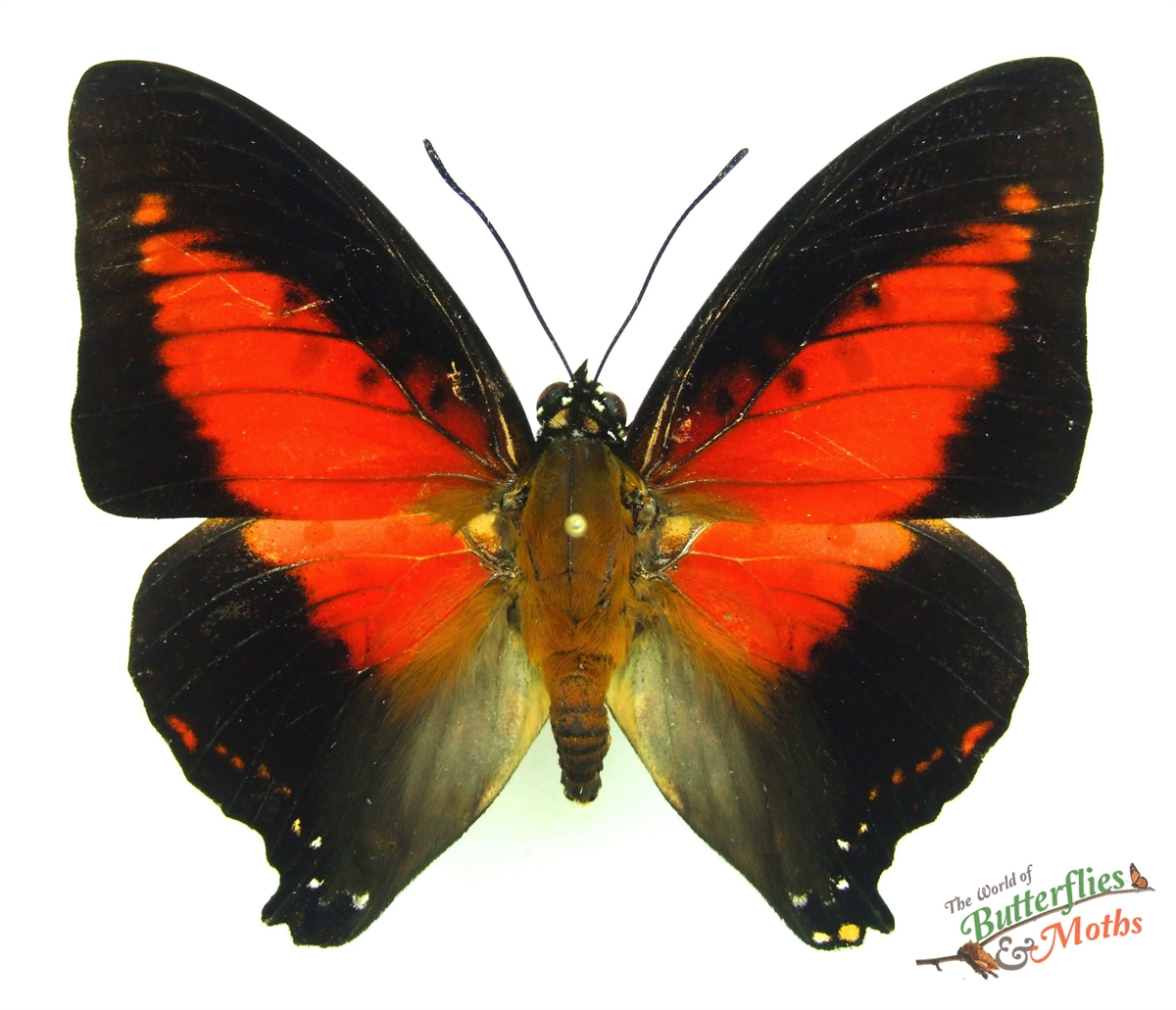 Black And Red Butterfly Species Butterflies Found In The United States