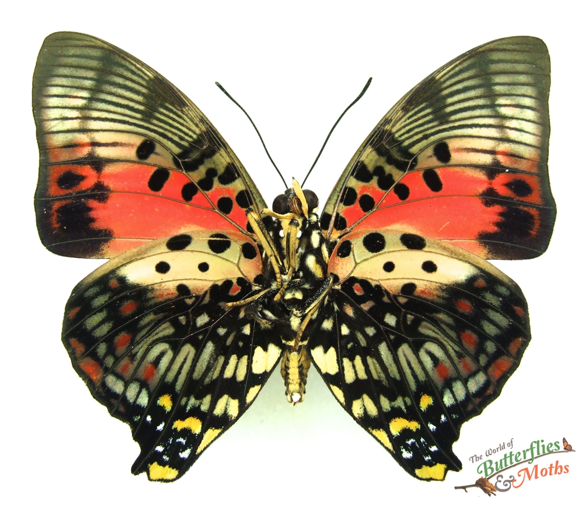 Black And Red Butterfly Species Butterflies Found In The United States