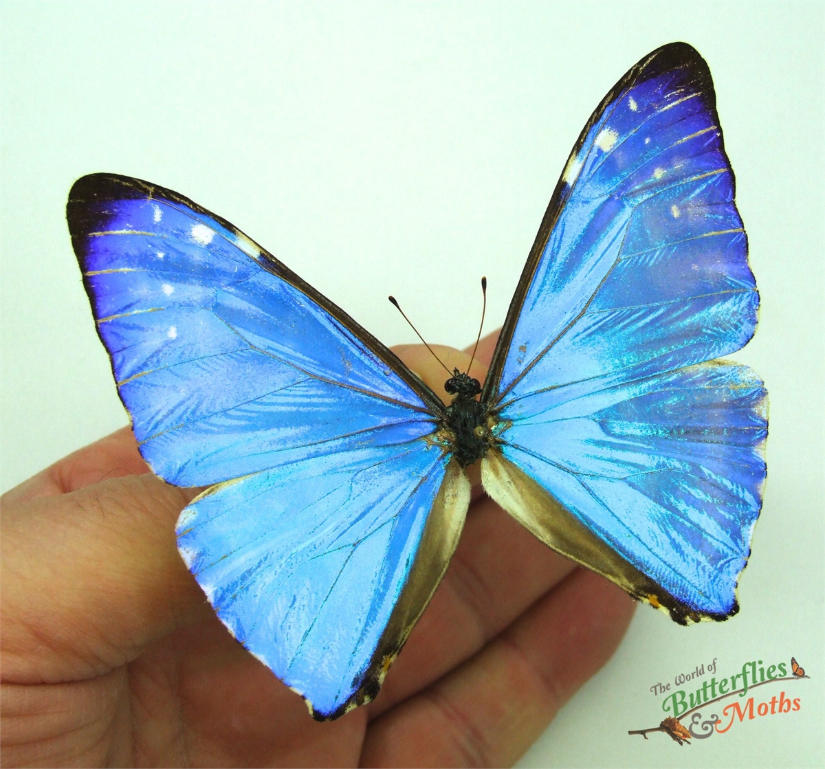 Morpho zephyritis PERU - World of Butterflies and Moths