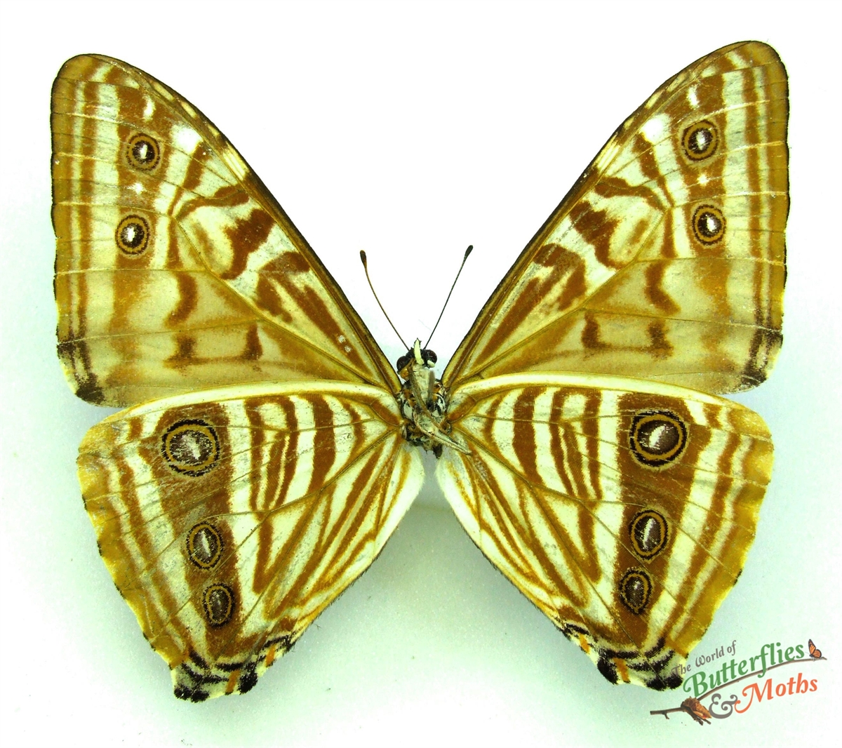 Morpho zephyritis PERU - World of Butterflies and Moths