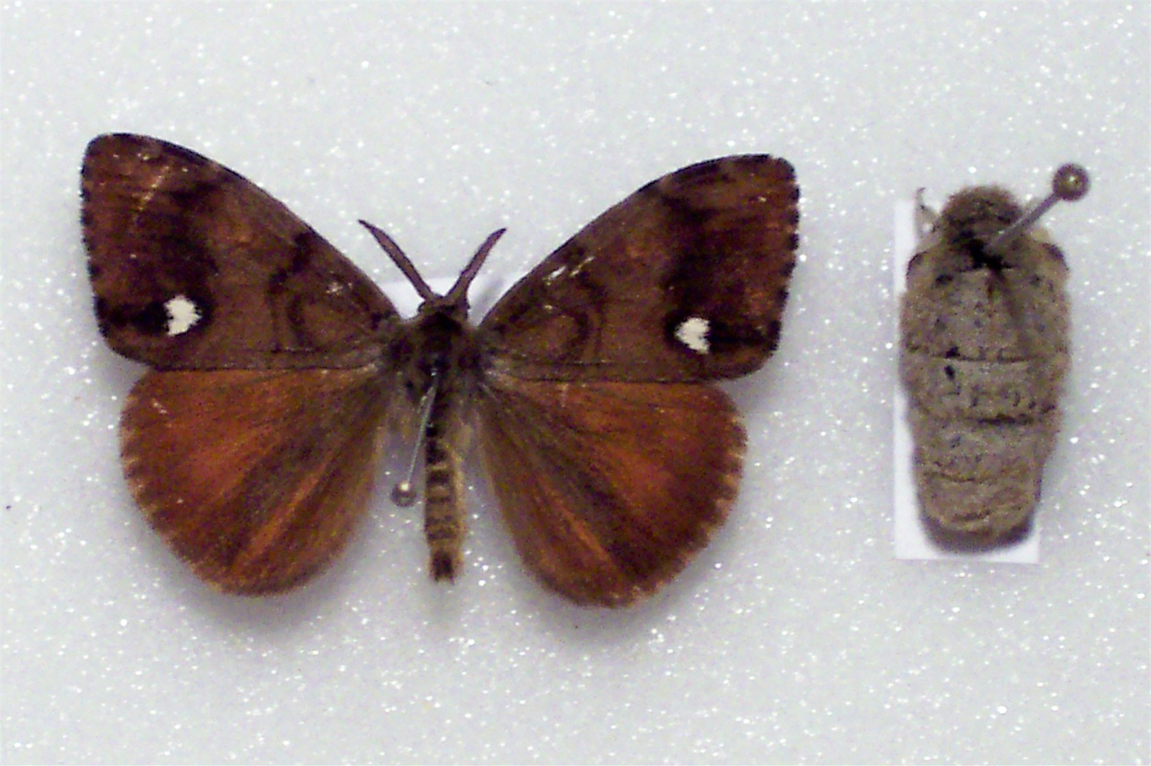 Orgyia antiqua The VAPOURER - World of Butterflies and Moths