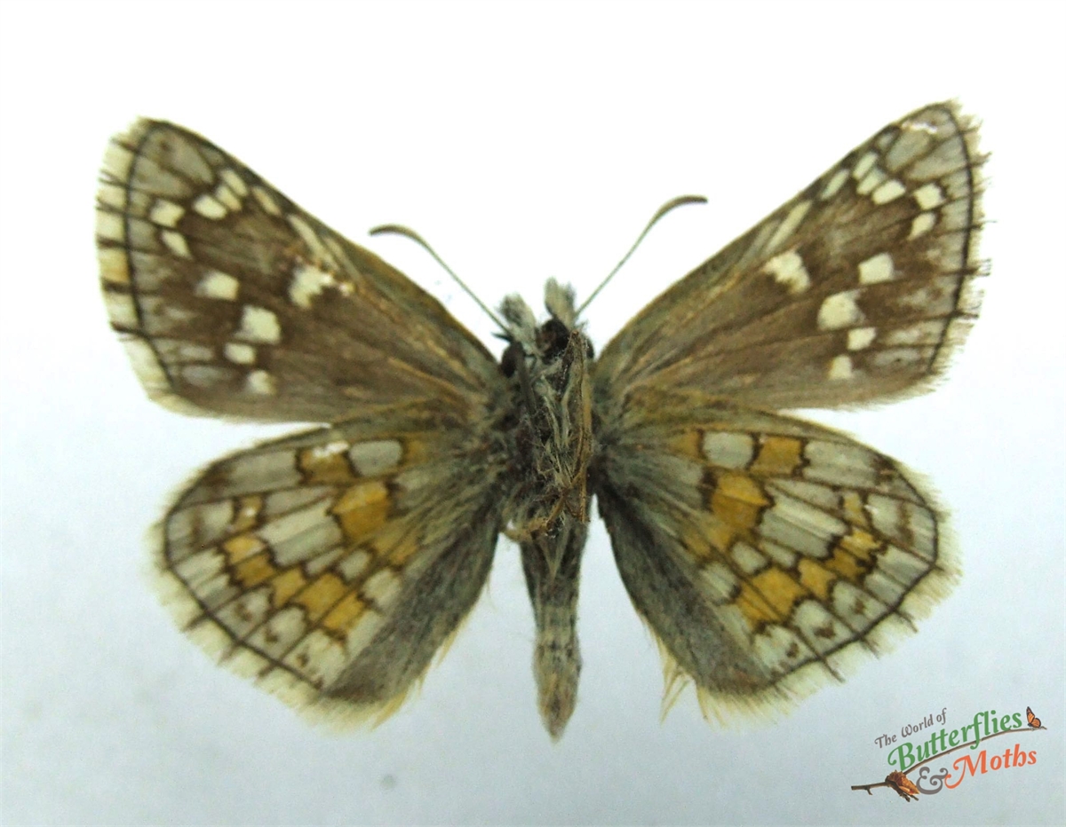 Pyrgus sidae YELLOW BANDED SKIPPER - World of Butterflies and Moths