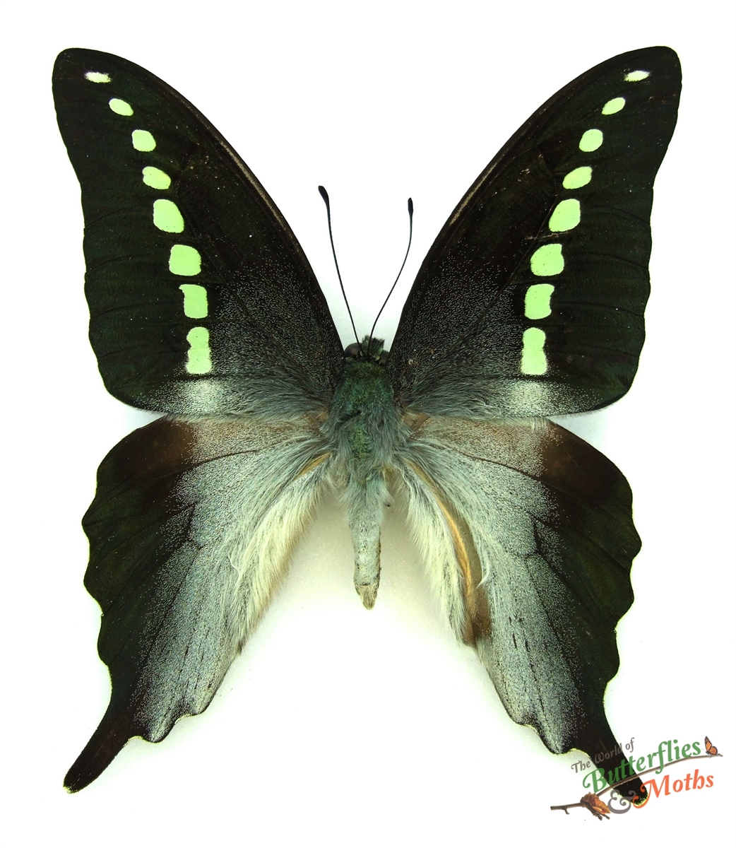 Graphium codrus AMBON - World of Butterflies and Moths