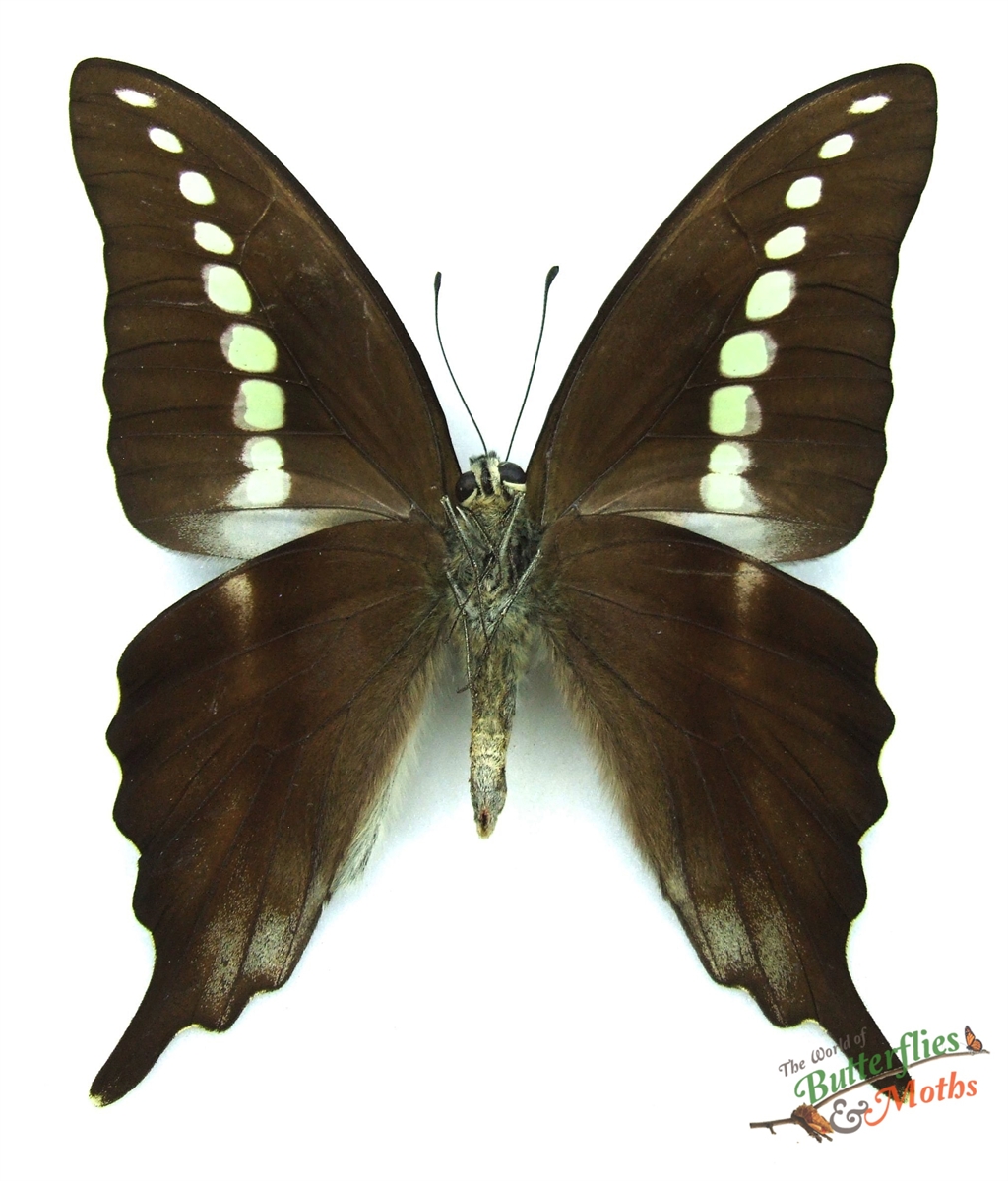 Graphium codrus AMBON - World of Butterflies and Moths