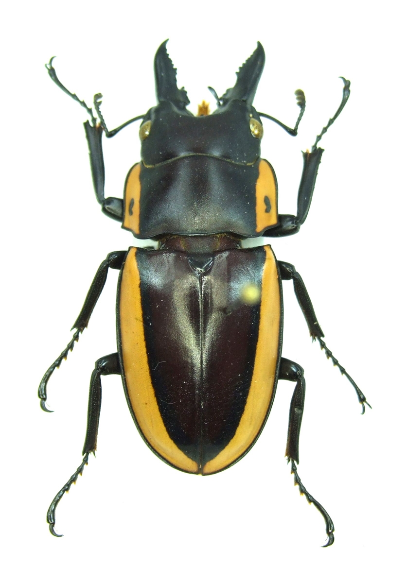 Prosopocoilus bison cinctus WEST PAPUA - World of Butterflies and Moths