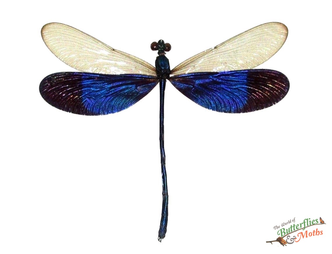 Neurobasis kaupi Blue Damselfly SULAWESI - World of Butterflies and Moths
