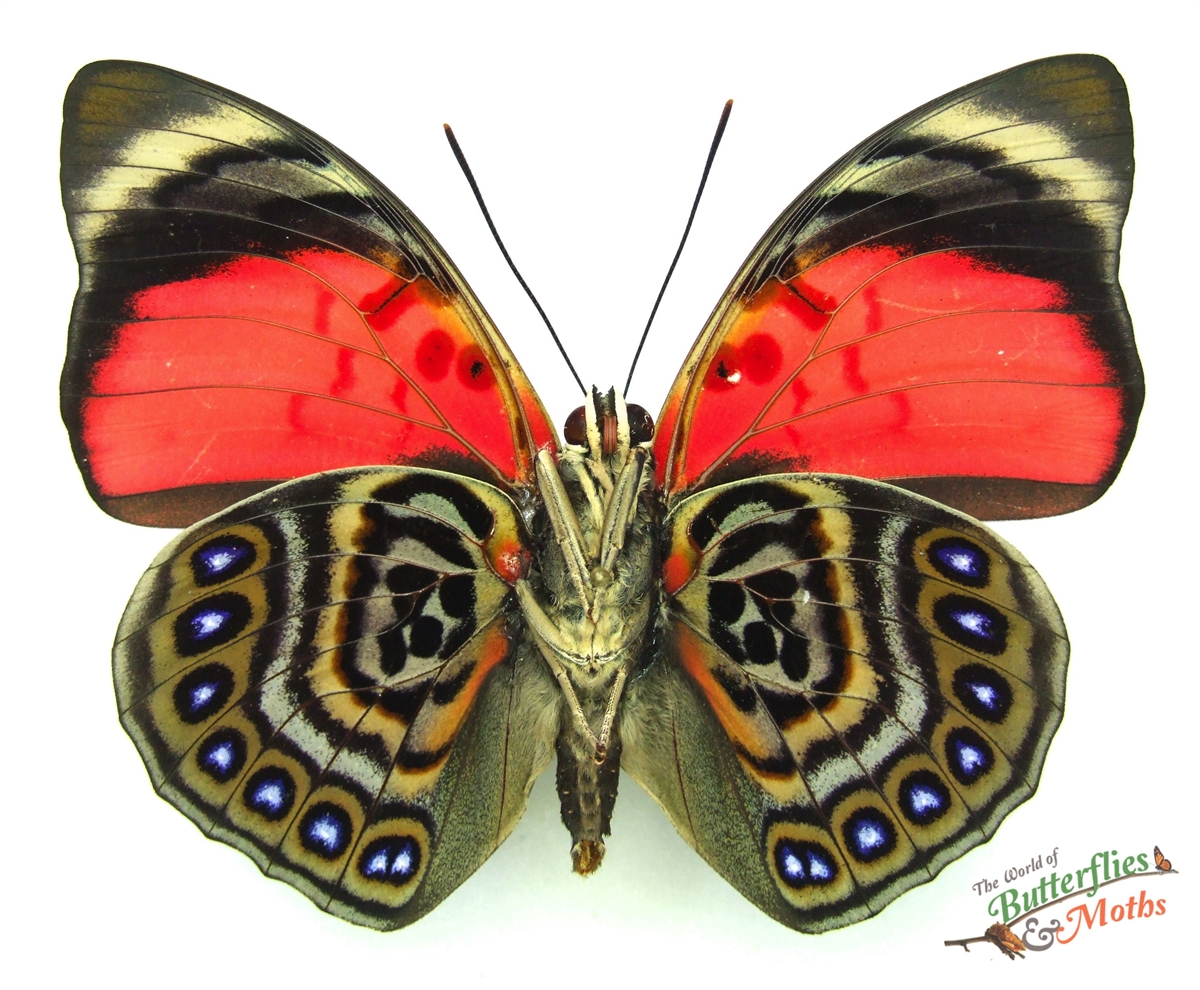 Agrias claudina lugens The Claudina Agrias PERU - World of Butterflies ...