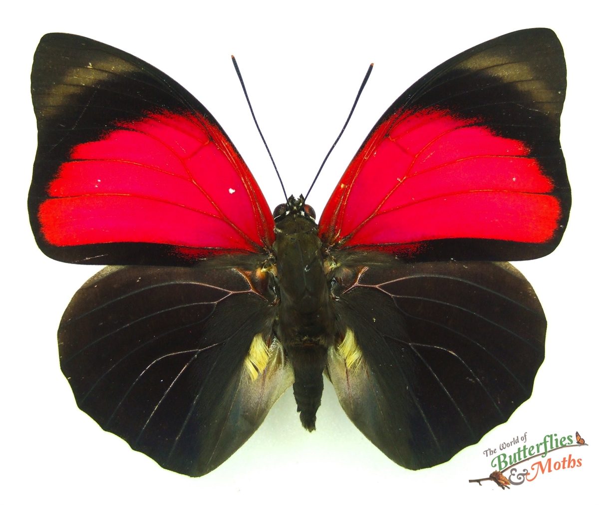 Agrias claudina lugens The Claudina Agrias PERU - World of Butterflies ...