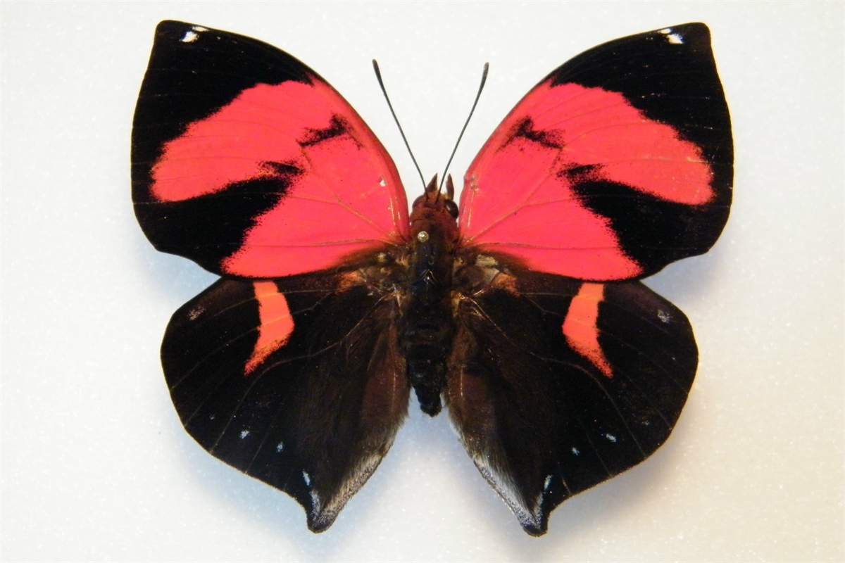 Siderone galanthis Scarlet Leafwing PERU - World of Butterflies and Moths