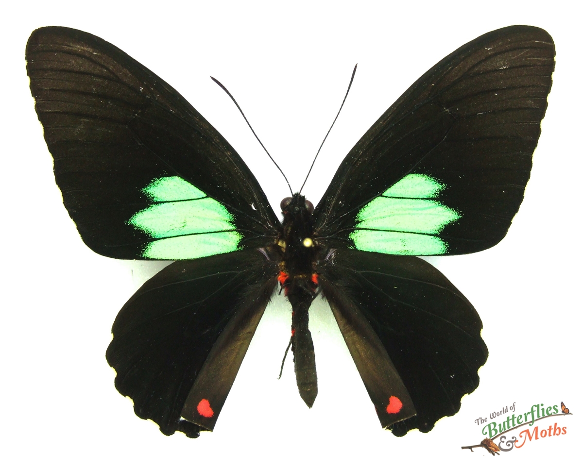 Parides sesostris Emerald Patch Cattleheart PERU - World of Butterflies ...