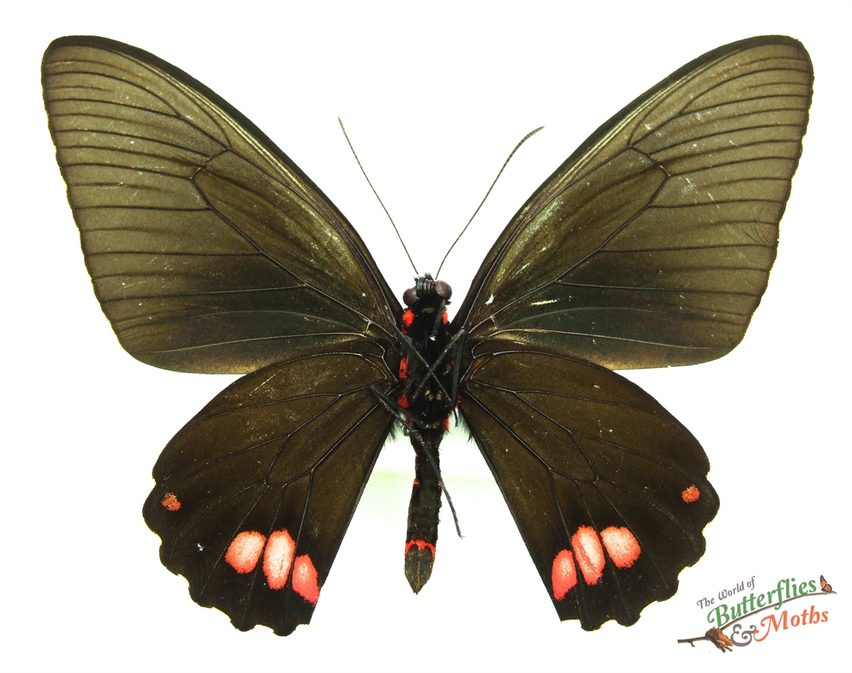 Parides sesostris Emerald Patch Cattleheart PERU - World of Butterflies ...