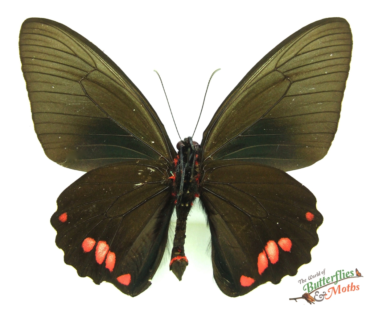 Parides sesostris Emerald Patch Cattleheart PERU - World of Butterflies ...
